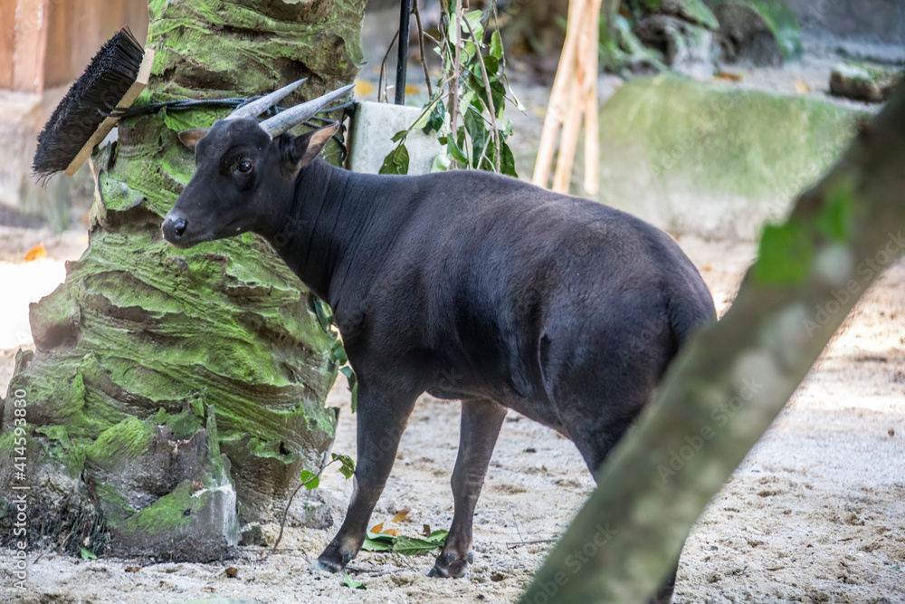 The lowland anoa is a small bovid, t is most closely allied to the ...