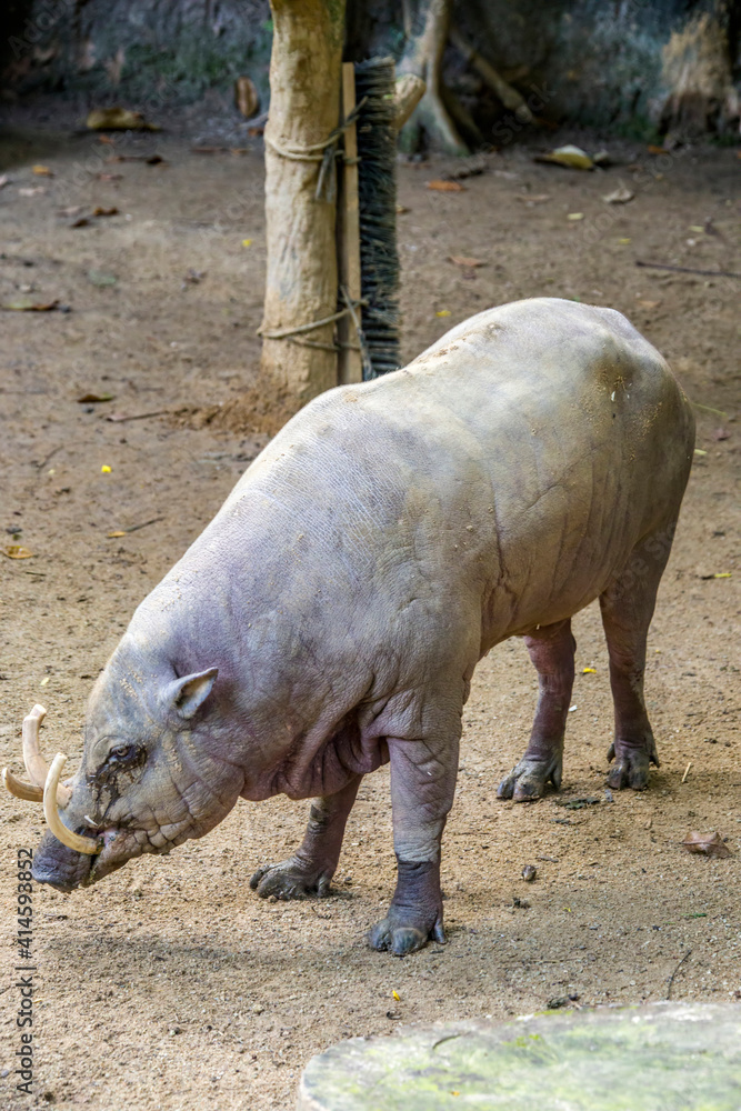 a male Buru babirusa stands alone. It is a wild pig-like animal native ...