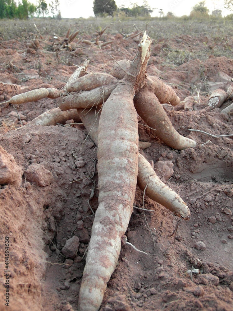 Cassava root dug up from the fields Stock Photo | Adobe Stock