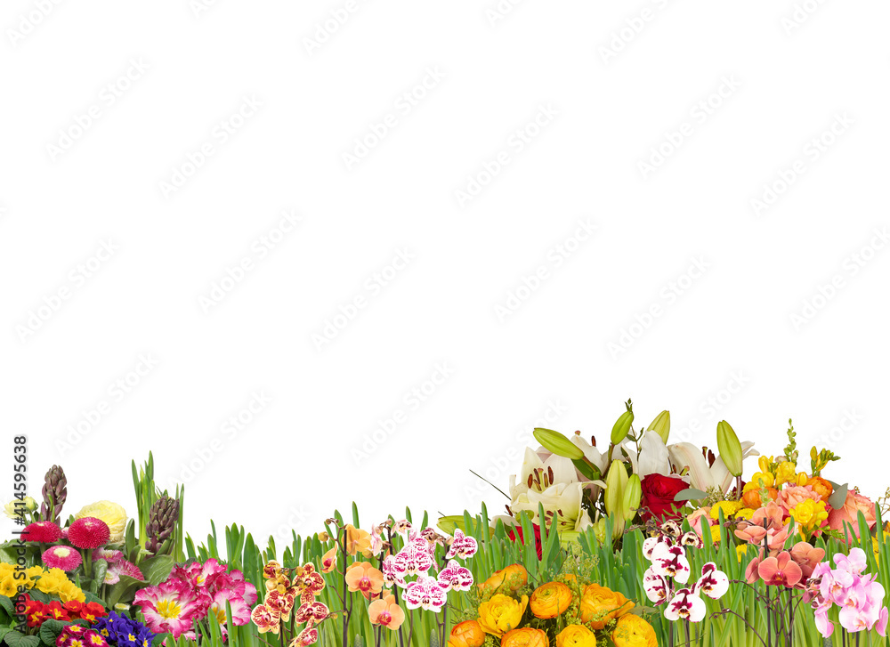 spring flowers border isolated white background with clipping path ...