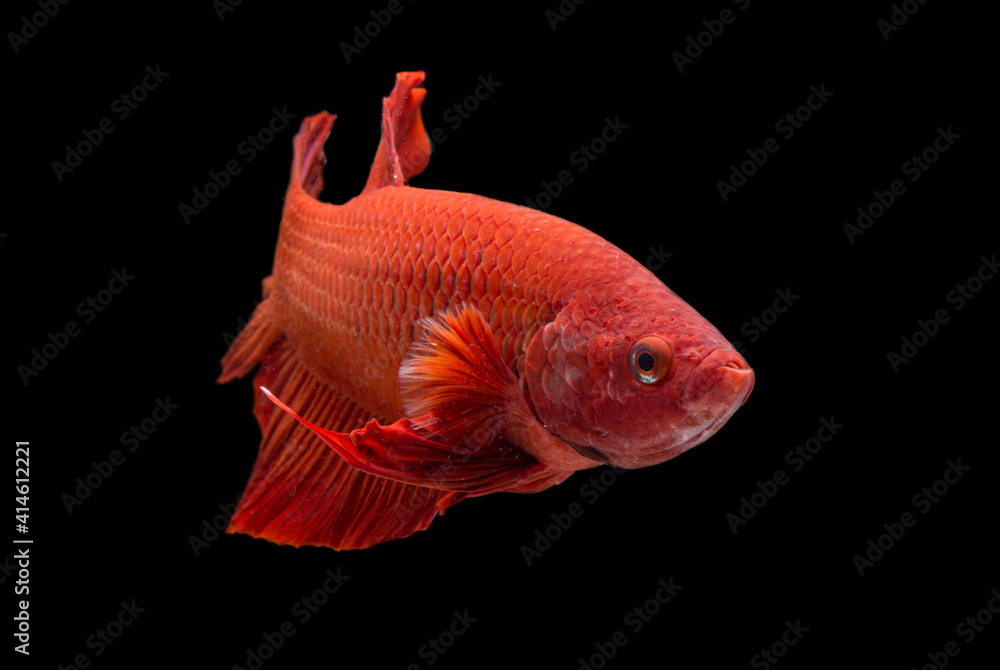 Betta fish super red Halfmoon siamnese Fighting Fish Splendens on black ...