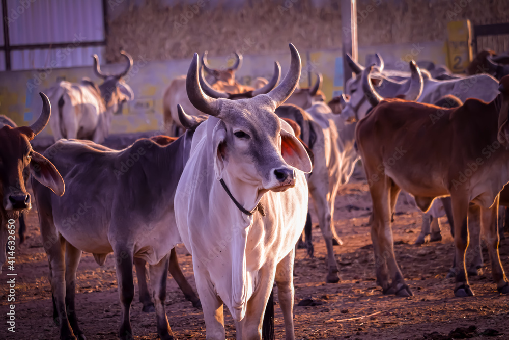 Indian cow and Cow group in govshala or farm,milk production and dairy ...