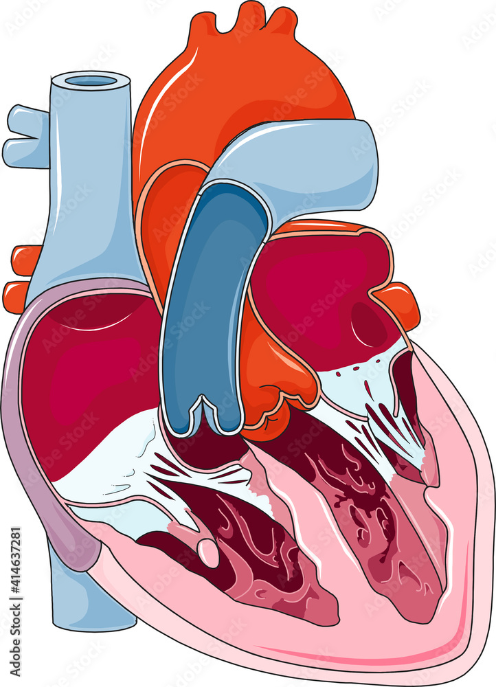 Horizontal section of human heart anatomy showing different parts Stock ...
