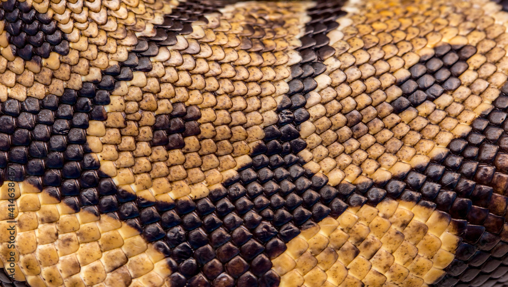 Snake boa constrictor close-up on a white background. Snake skin ...