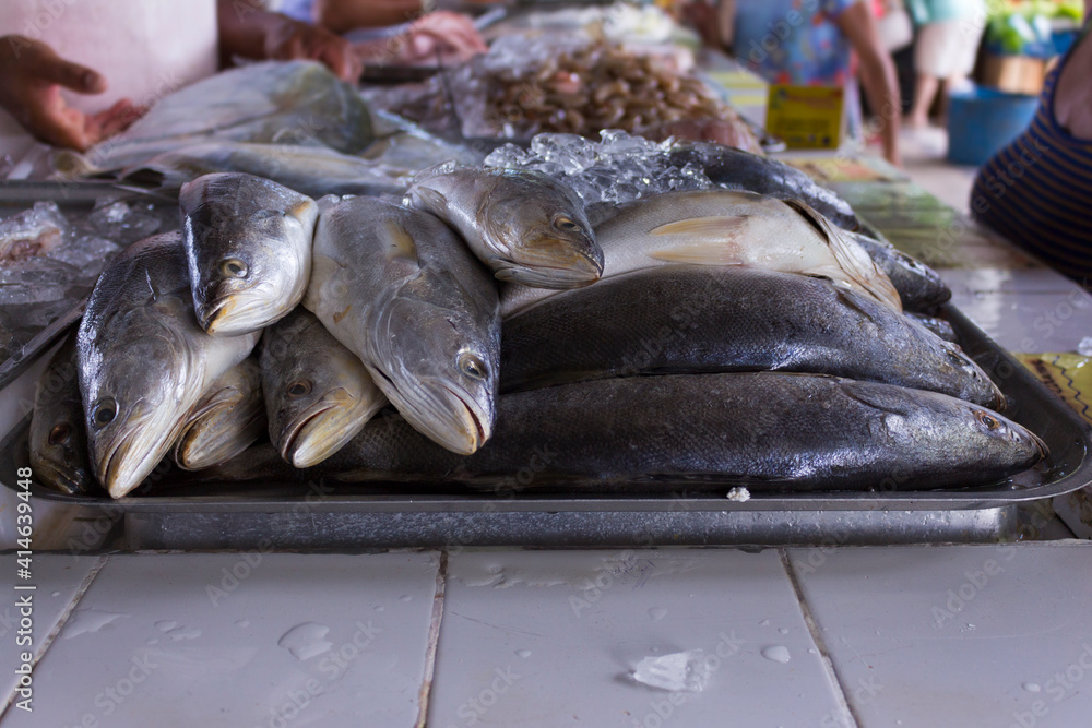 Fresh mackerel fish in the fish market preserved on ice. Raw fish very ...