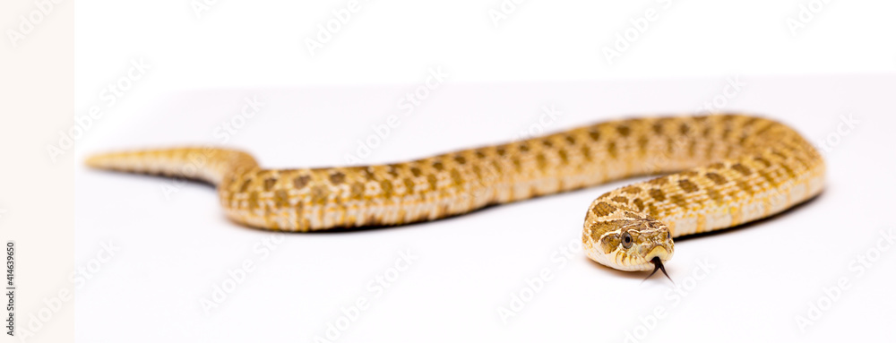 Pig-nosed snake close-up on a white background. Reptile. Snake skin ...