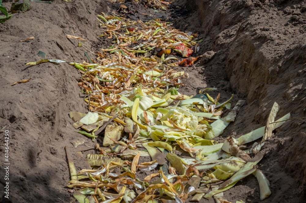 Foto de A compost pit or trench is dug in the garden. There are many ...