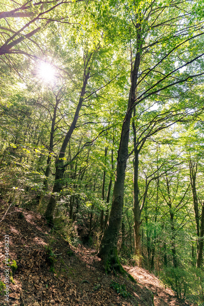 Very green beech tree forest (Fagus Sylvatica). Parc Natural del ...