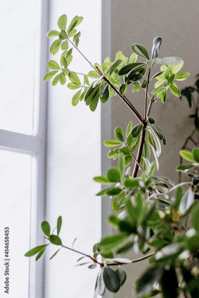 Pittosporum on the background of the window.Home gardening.Houseplants and urban jungle concept ...