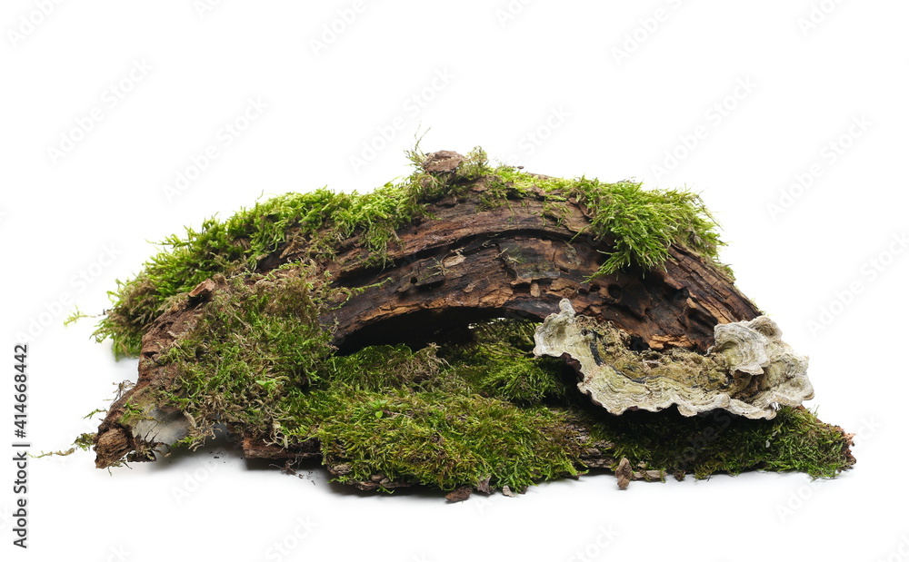 Tree Bark Background With Moss