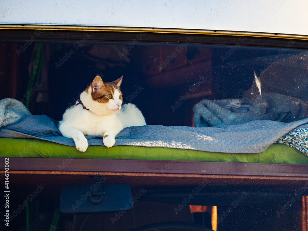 Cat laying on bed in rv camper car Stock Photo | Adobe Stock