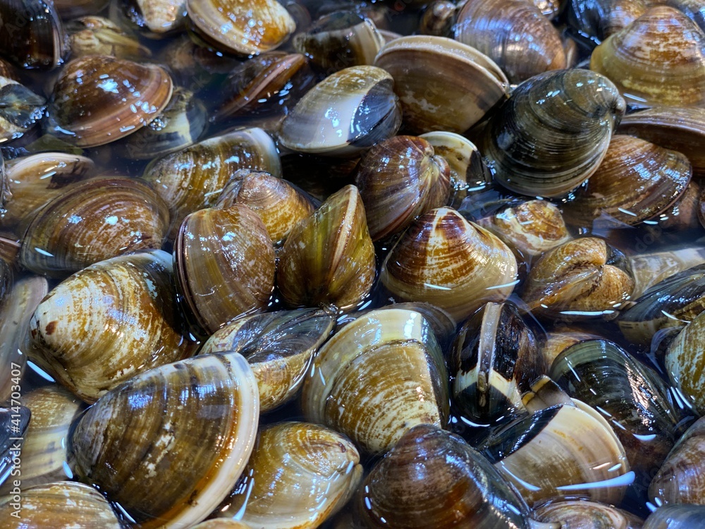 Food Festival Black Shells Seafood Cotton Fabric, also be known as ...