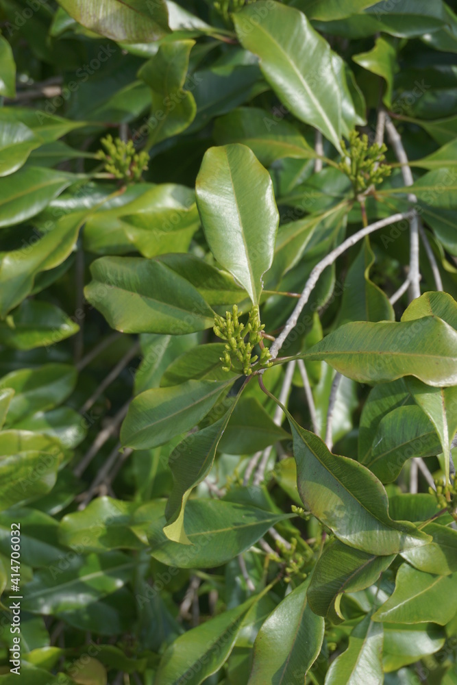 Clove leaves on the tree. Also called cengkih, cengkeh, Syzygium ...