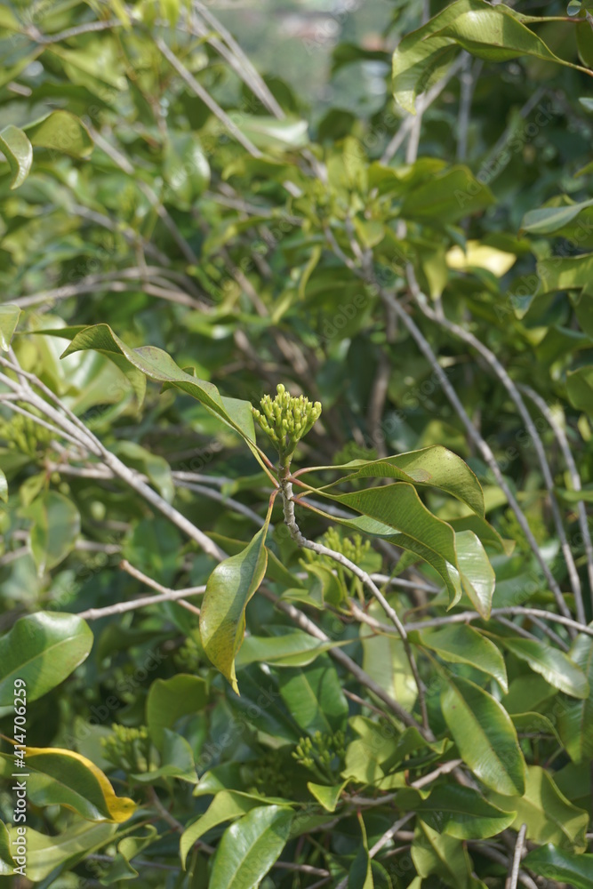Clove leaves on the tree. Also called cengkih, cengkeh, Syzygium ...
