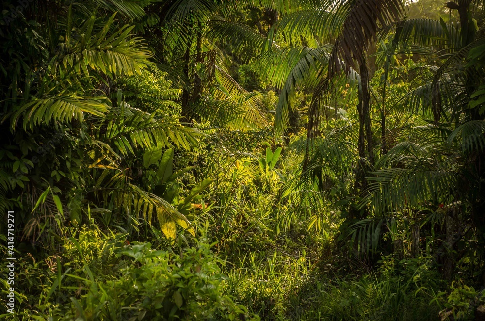 Selva de chocó Stock Photo | Adobe Stock
