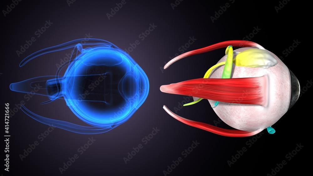3d render of male human eye anatomy. Stock Illustration | Adobe Stock