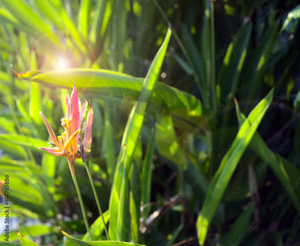 Exotic flower, bird of paradise, strelitzia or crane flower beside the ...