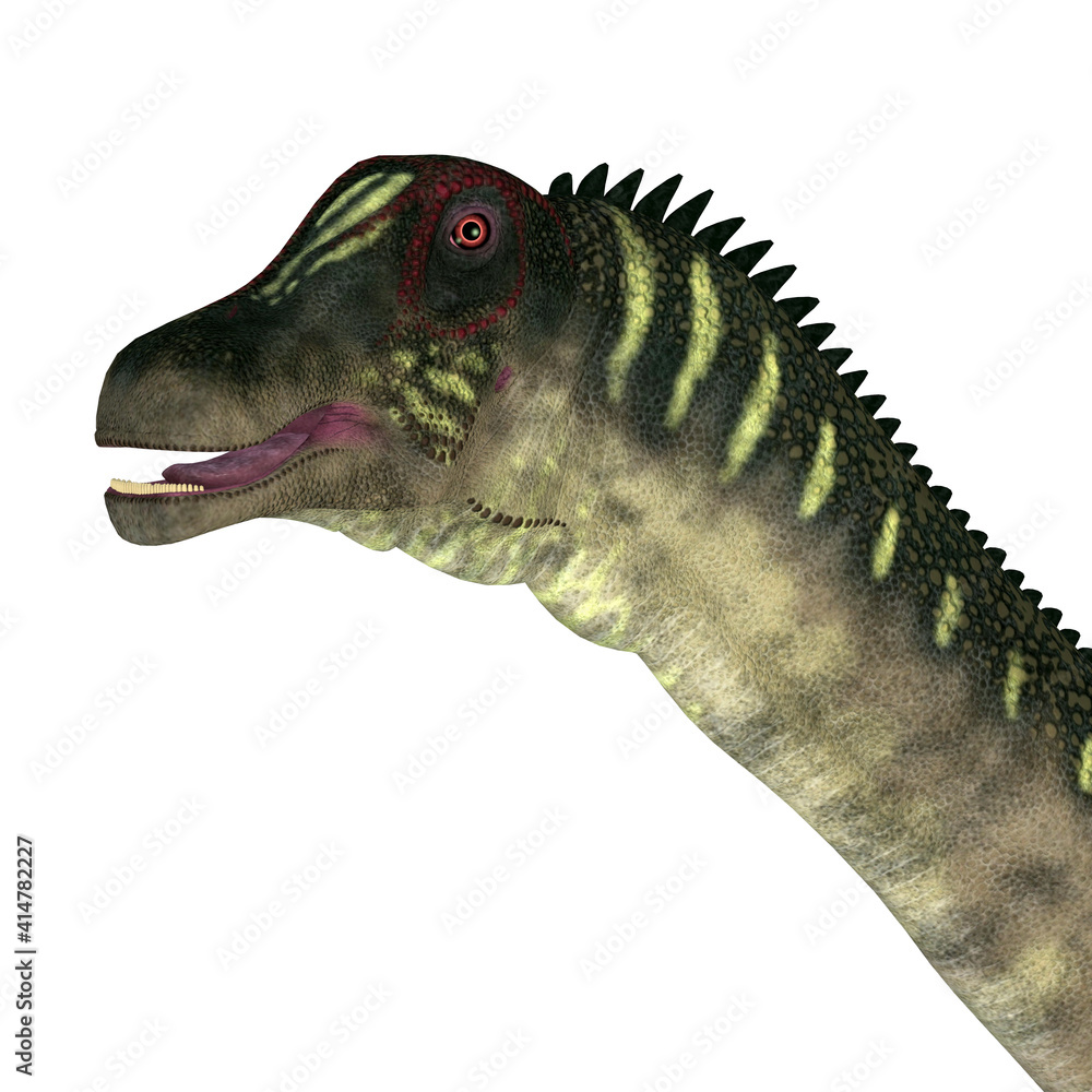 Antarctosaurus Dinosaur Head - The Titanosaur herbivorous sauropod ...