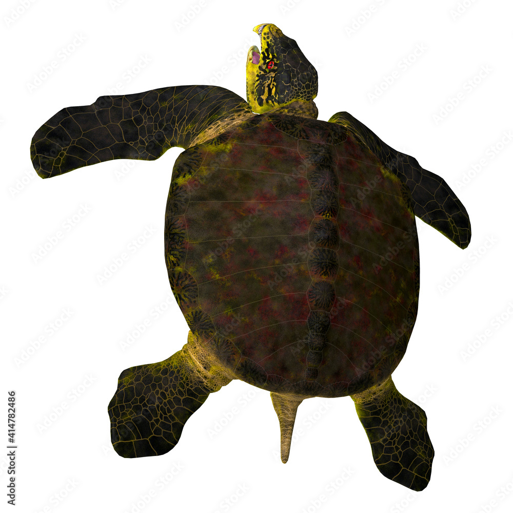 Archelon Turtle Tail - The extinct marine Archelon Turtle lived in the ...
