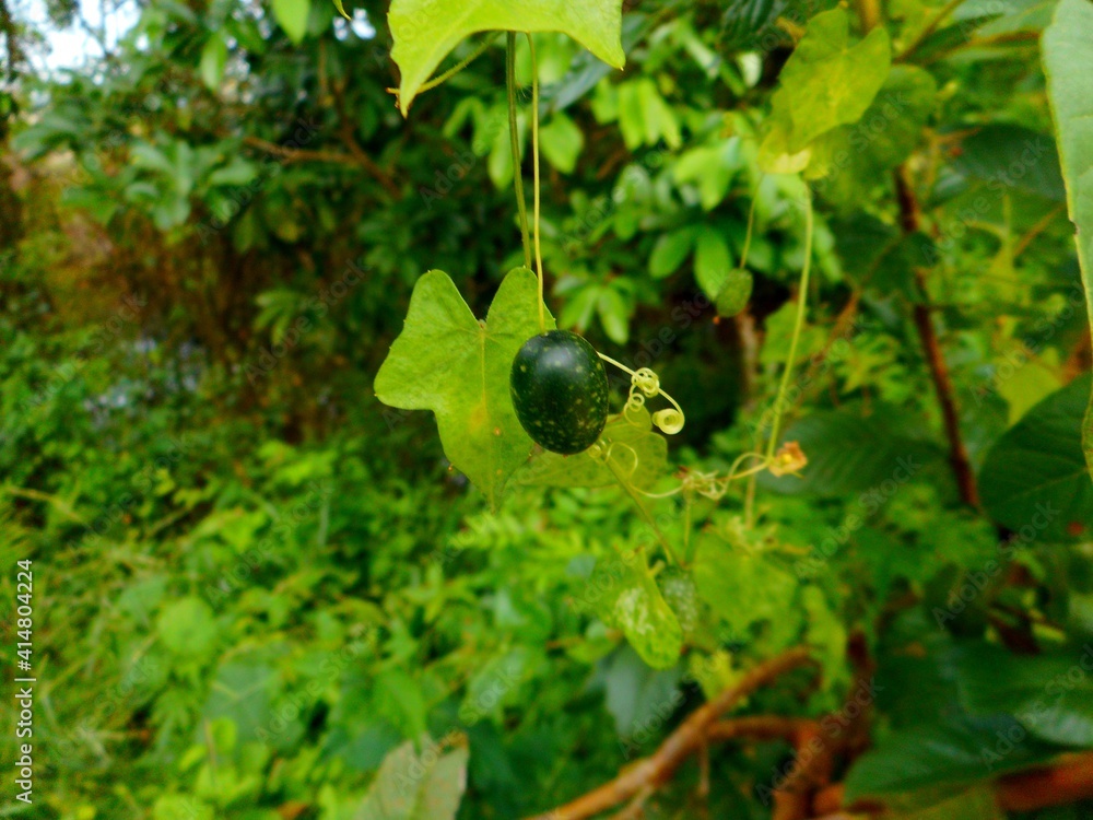 planta fruto pepininho do mato - cucumis sativus Stock Photo | Adobe Stock