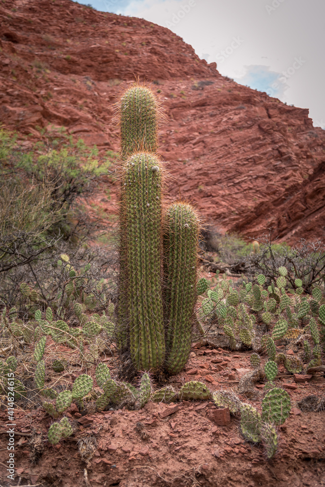 The cardon, a type of cactus that grows in northern argentina and all ...