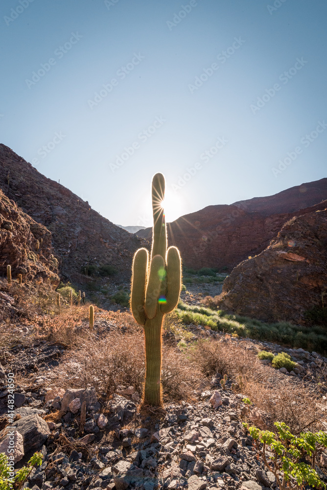 The cardon, a type of cactus that grows in northern argentina and all ...