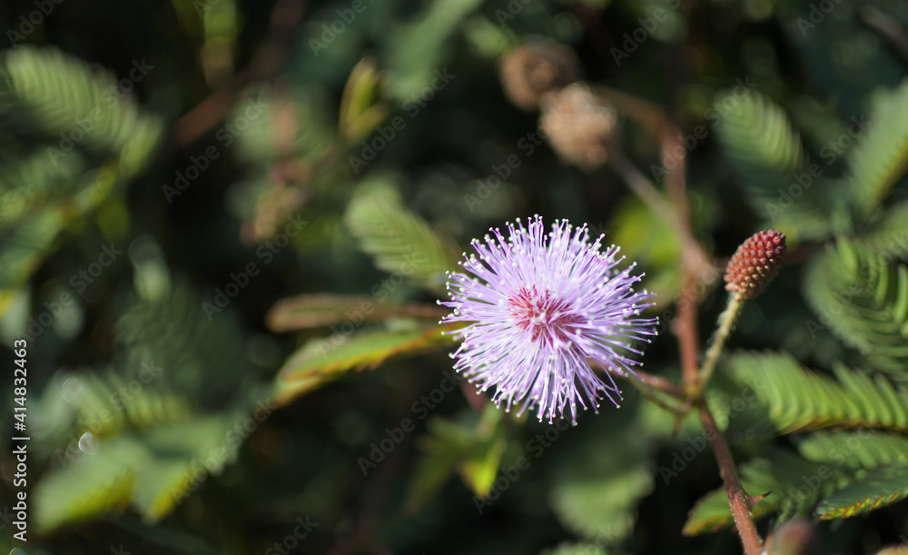 Flower of Mimosa pudica a sensitive plant and green leaves blurred ...