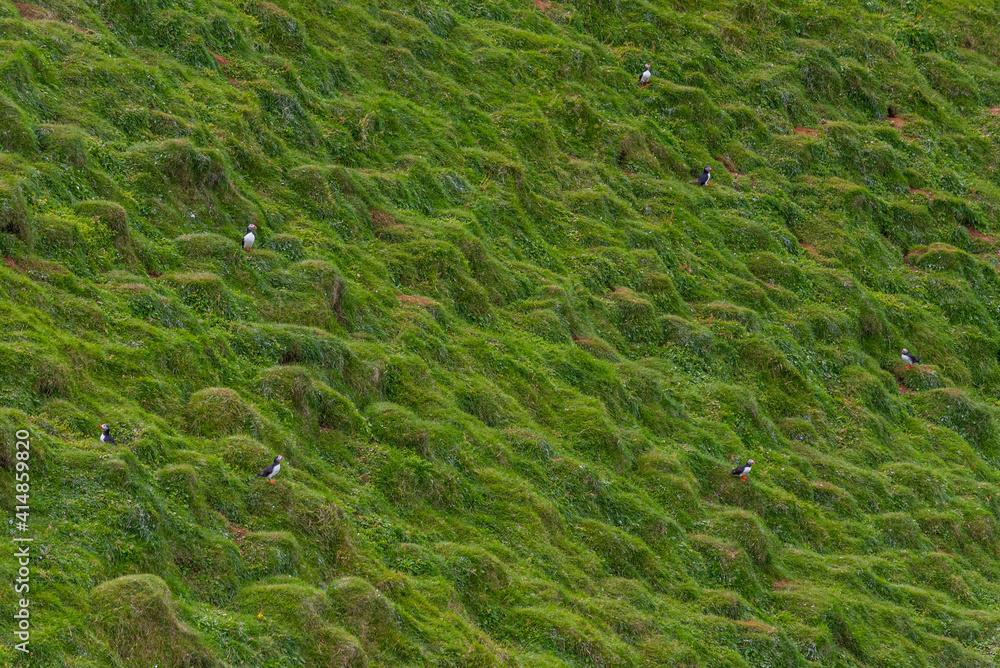 Puffins nesting at Heimaey island on Iceland Stock Photo | Adobe Stock
