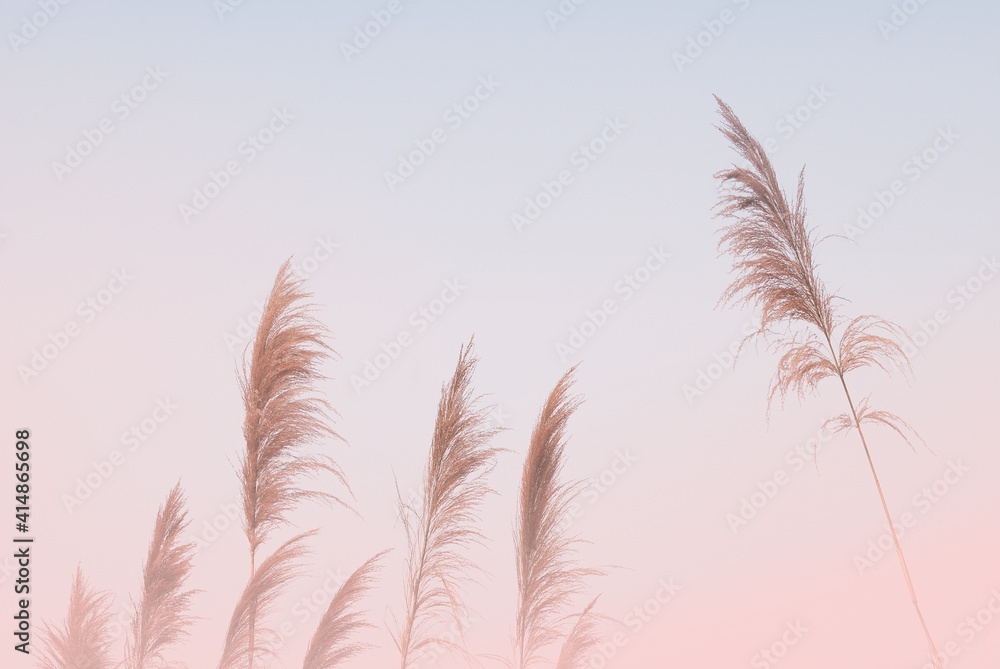 Soft gently wind grass flowers in aesthetic nature of early morning ...