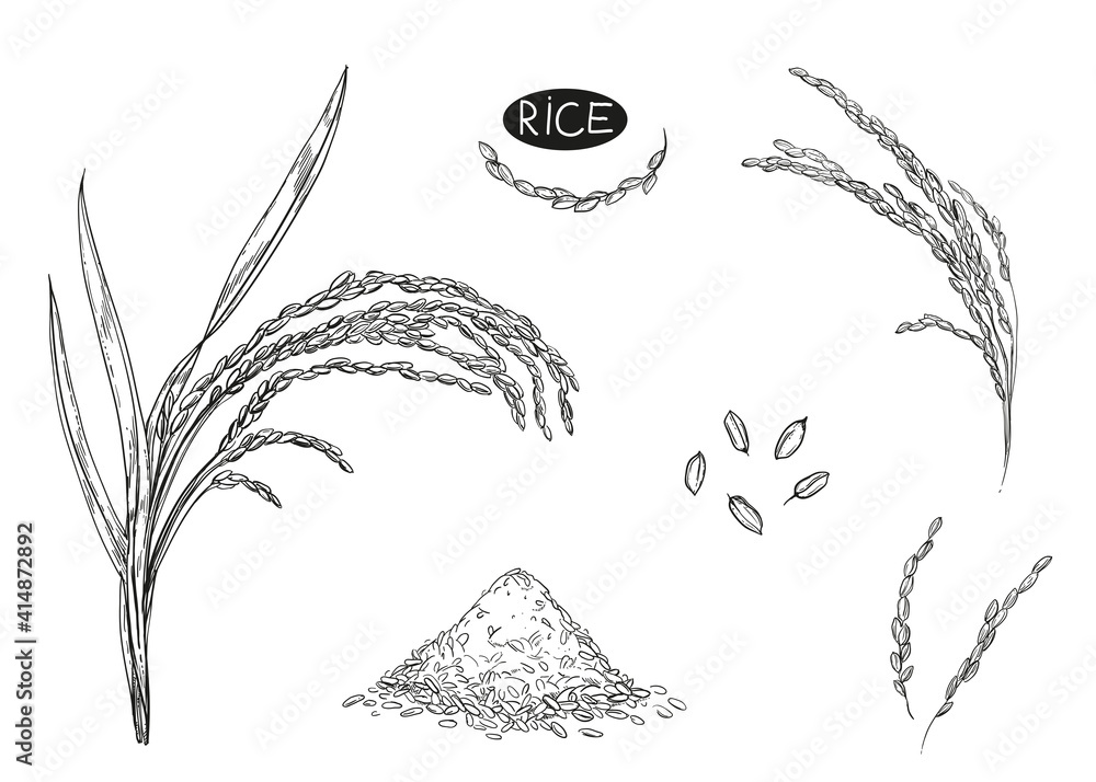 Hand drawn sketch black and white of rice, ear, seeds, leaf, grain ...