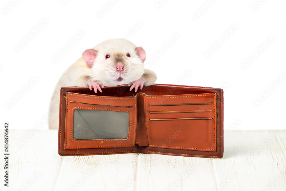 mouse with frustration looks into an old empty wallet on a white ...