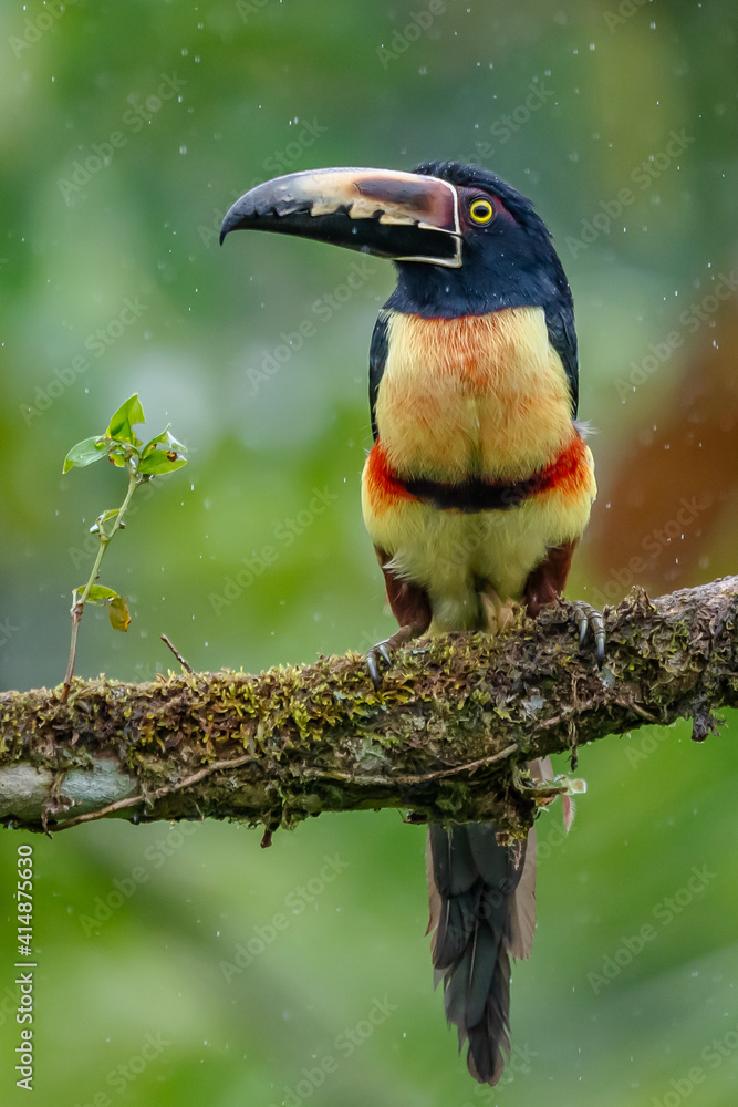 Fiery-billed Aracari - Pteroglossus frantzii is a toucan, a near ...