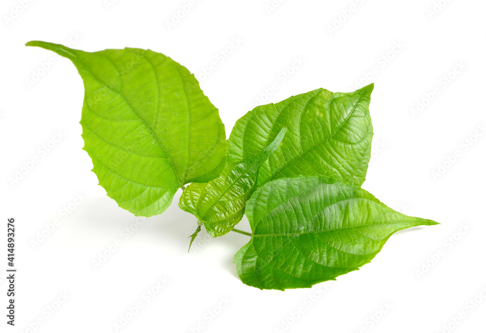 Young sprout Plukenetia volubilis, commonly known as sacha inchi, sacha ...