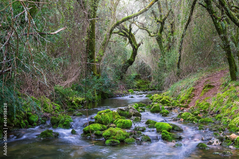 River in the forest of Beselga, Portugal. Forest with moss covered ...