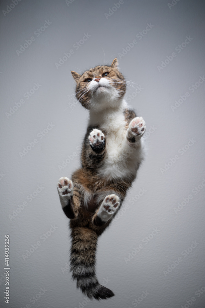 bottom view of a tabby white british shorthair cat standing on ...