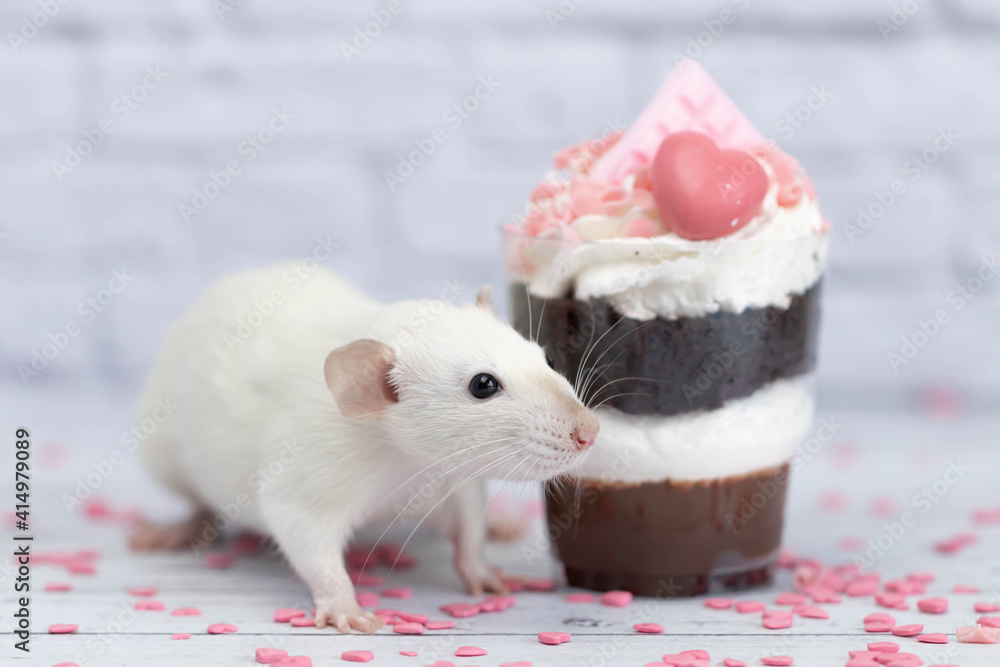 White cute decorative rat sits next to sweet dessert. A piece of ...
