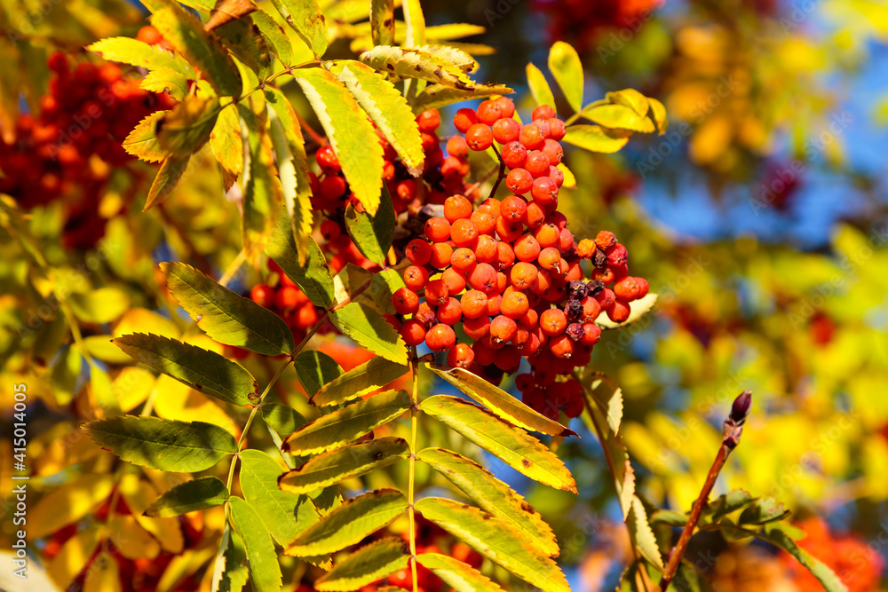 Vogelbeere (Sorbus aucuparia) Stock Photo | Adobe Stock