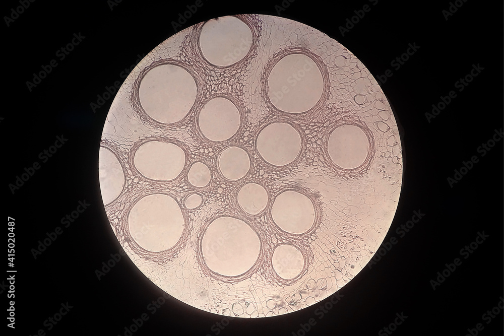Cross sections of the plant root under microscope view. Stock Photo ...