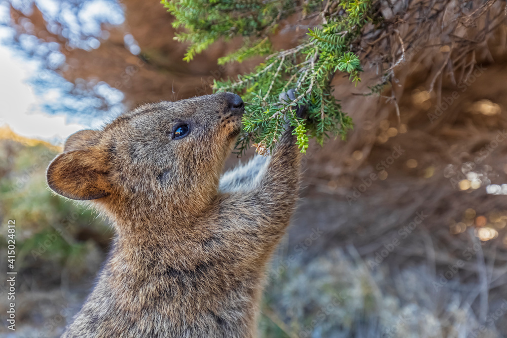 Australia, Western Australia, Rottnest Island, Close up of quokka ...