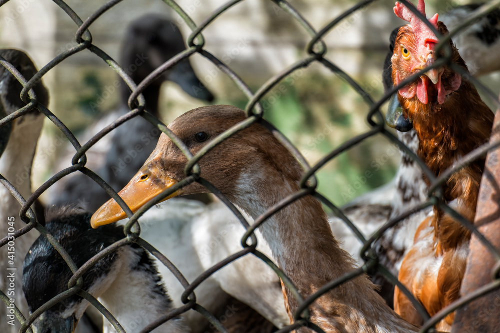 Domestic duck peeks out from behind a wire mesh fencing Stock Photo ...