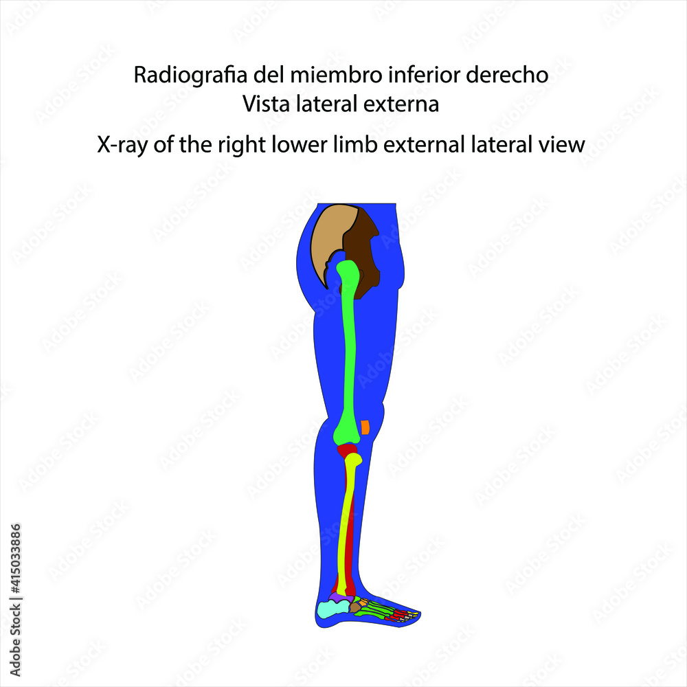 Esqueleto humano radiografía del miembro inferior derecho vista lateral ...