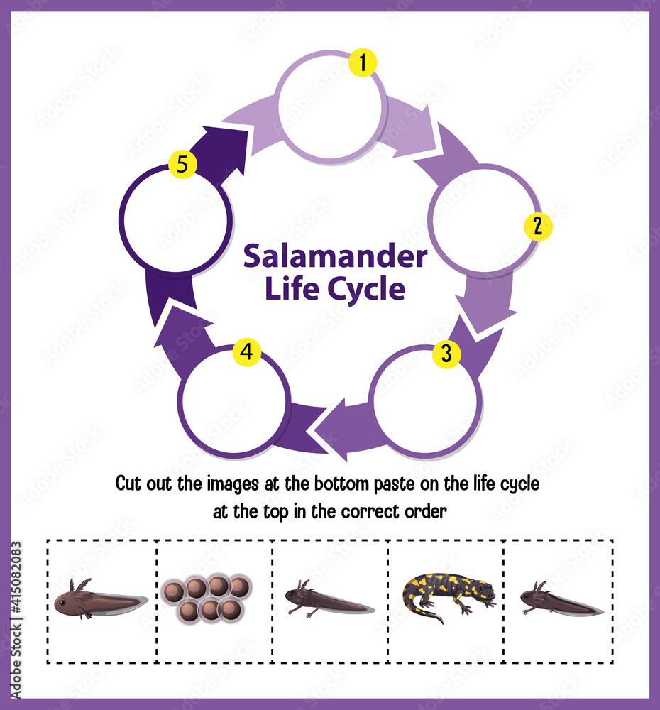 Salamander Life Cycle Diagram Stock Vector | Adobe Stock