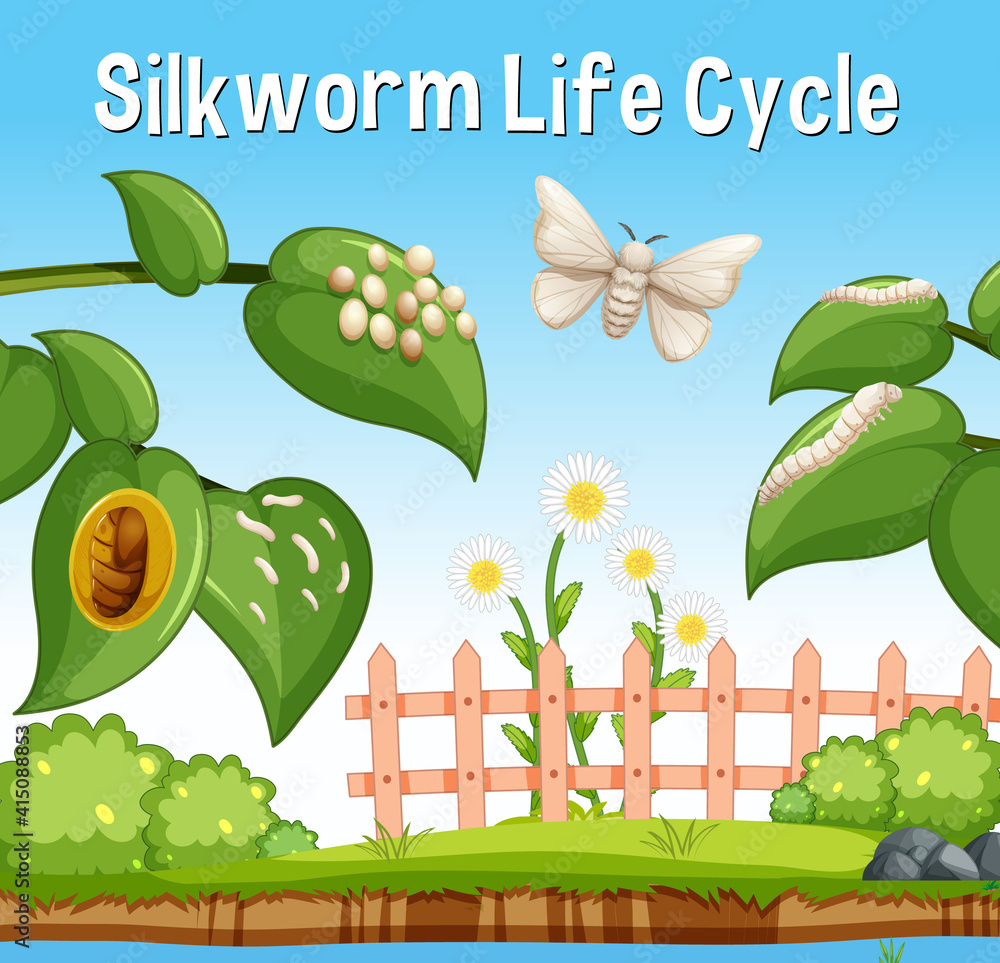 Silkworm Life Cycle font in garden scene Stock Vector | Adobe Stock