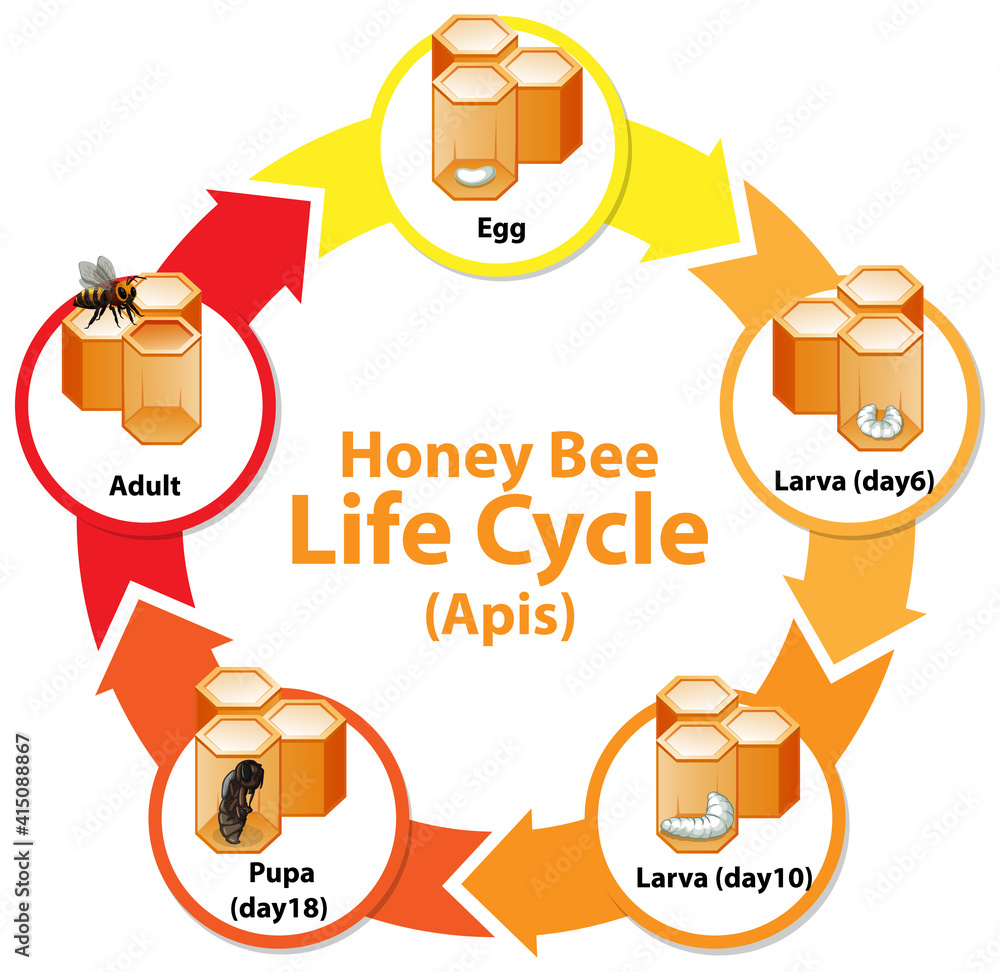Diagram showing life cycle of Honey Bee Stock Vector | Adobe Stock