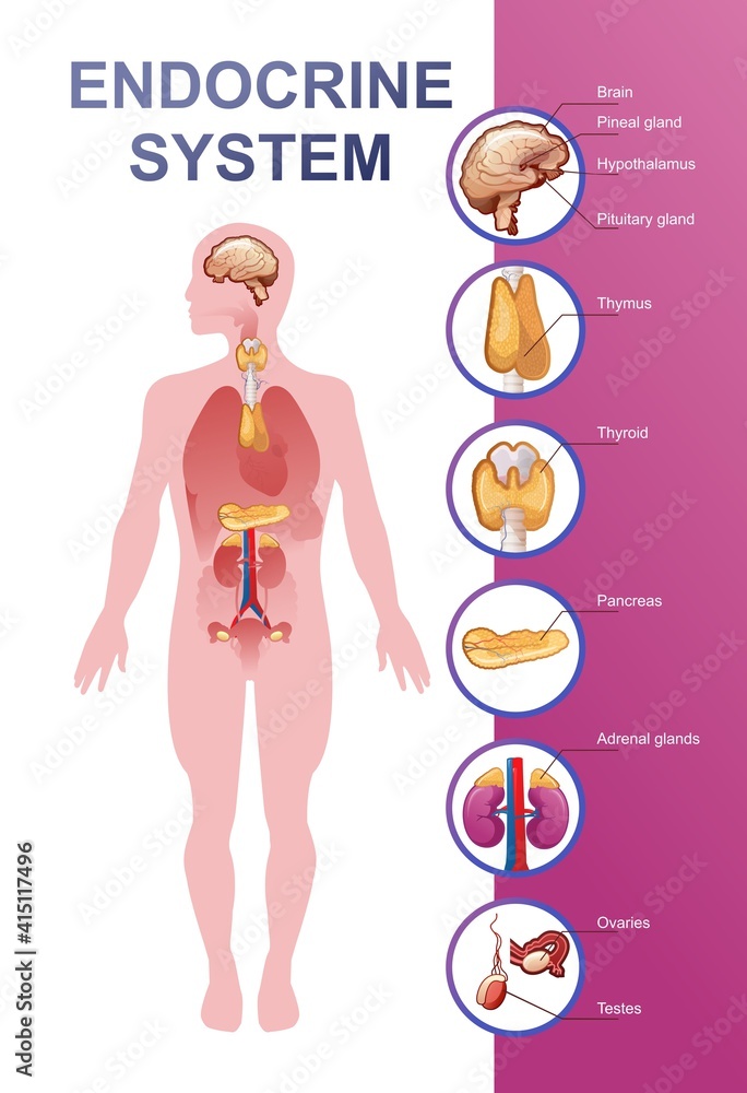 human endocrine system vector illustration Stock Vector | Adobe Stock
