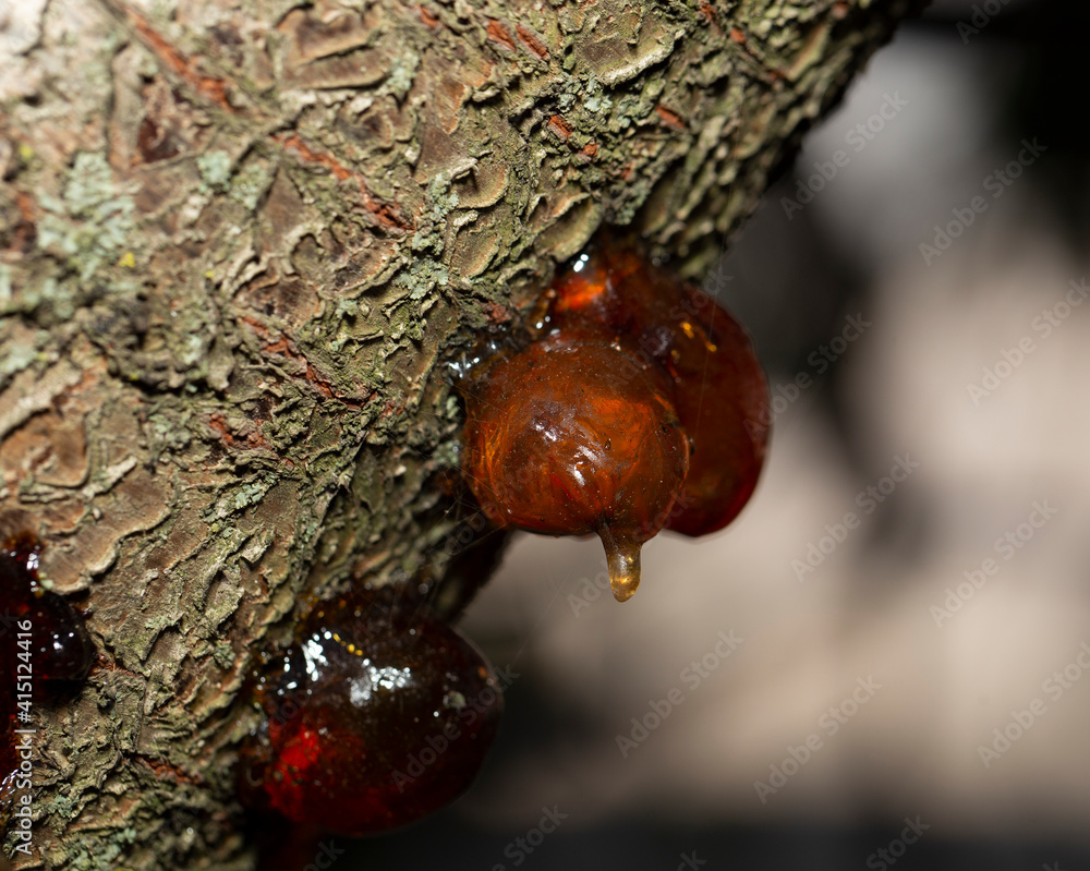 Formation of resin from the juice of a cherry tree.The tree was ...