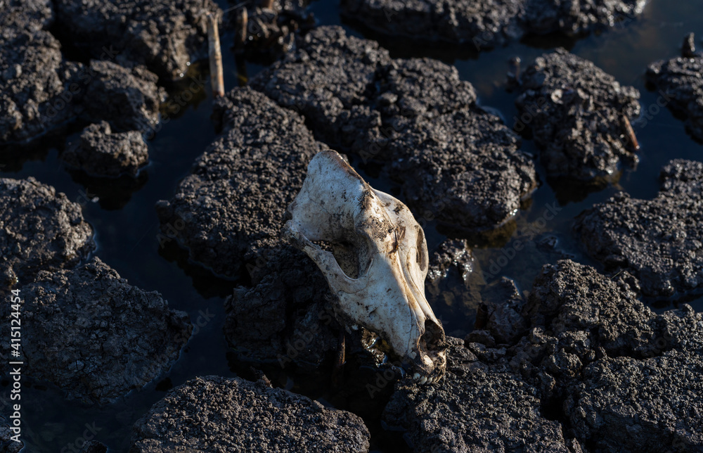 The skull of a dog in a swamp. Extinction of animals from natural ...