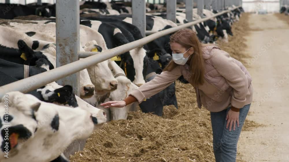 Medium shot of woman in face mask reaching her hand to pet cows eating ...