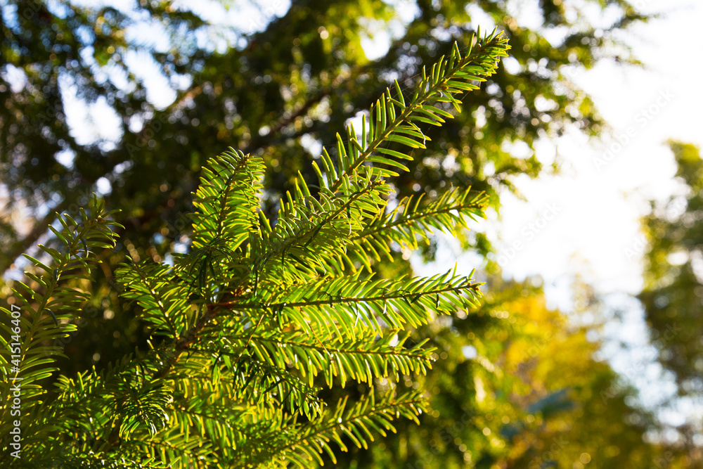 Yew tree. Taxus baccata. It is the tree originally known as yew, though ...