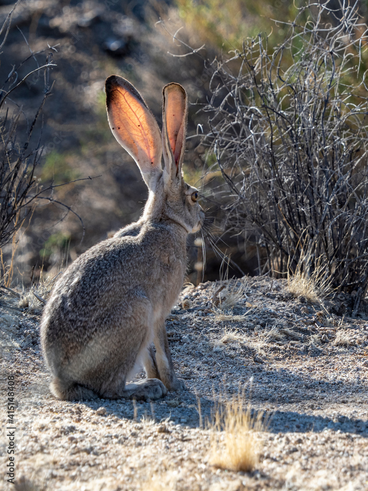 Lepus Californicus